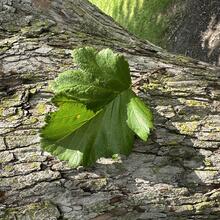 Plant Communities | CMP Tree Selection Tool